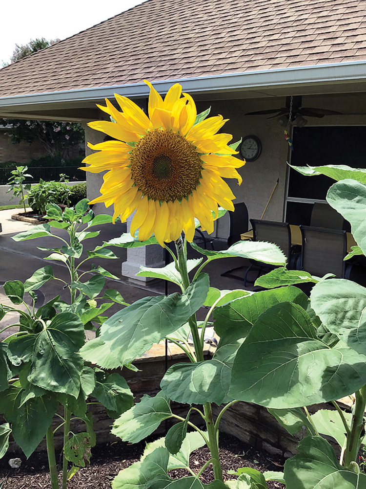 Summer in Robson Ranch – Robson Ranch Pioneer Press